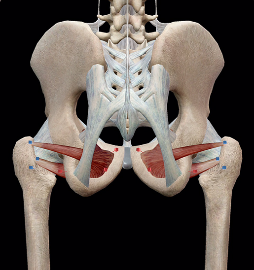 Internal rotator muscles of the hip store